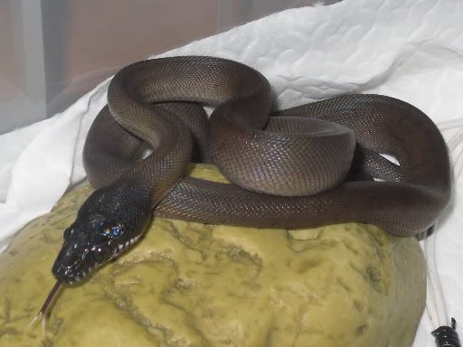 Southern (Black) White Lipped Python | Reptile Forums