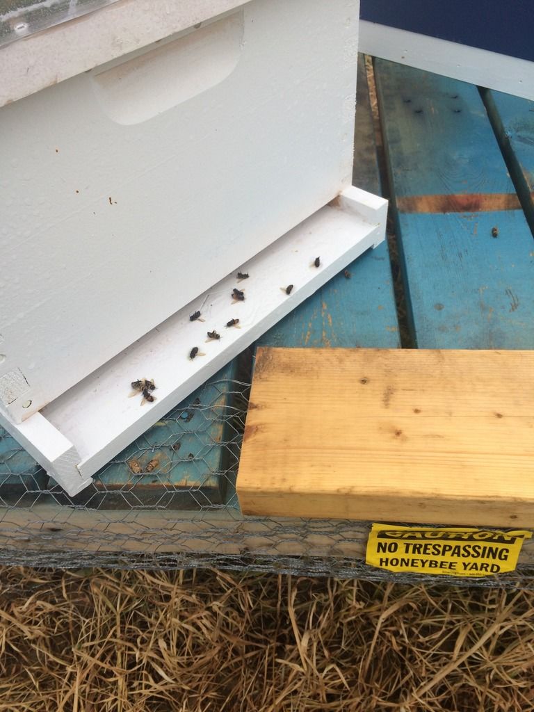 Normal amount of dead bees?? | Beesource Beekeeping Forums