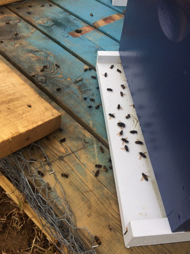 Normal amount of dead bees?? | Beesource Beekeeping Forums
