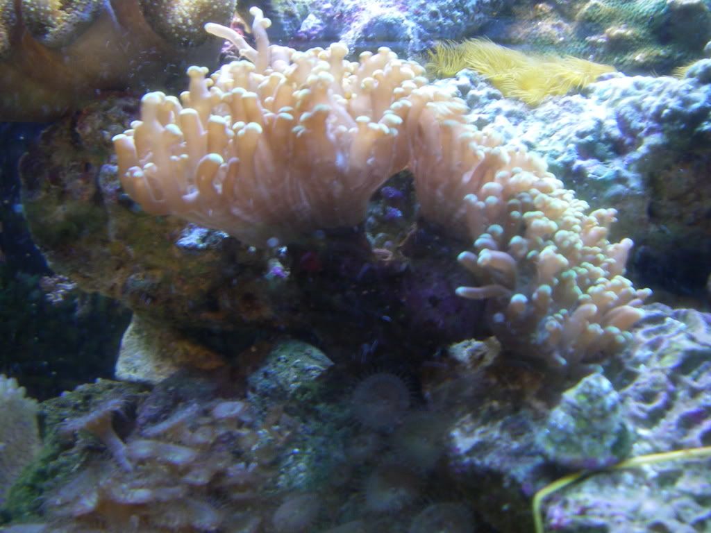 frogspawn help | Reef2Reef