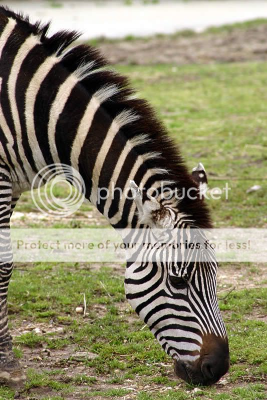 zerba.jpg Photo by jennnner07 | Photobucket