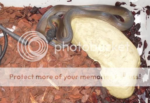Snapshots of the Black Demon (Southern White-lipped Python) | Reptile ...