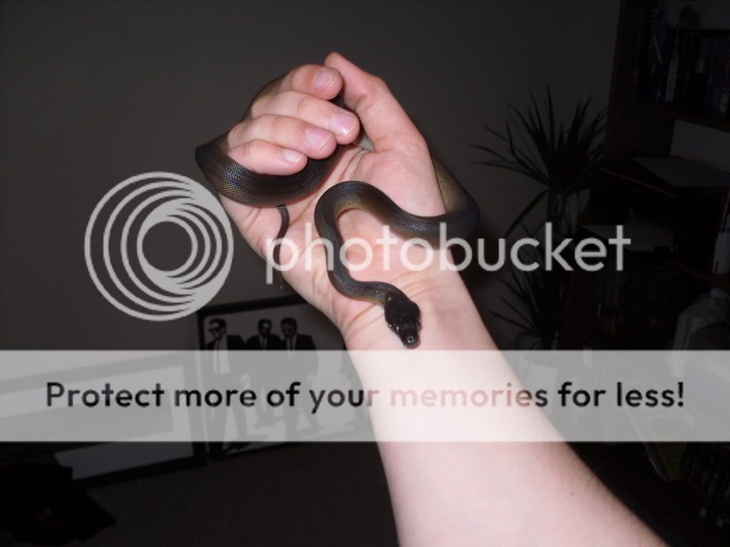 Snapshots of the Black Demon (Southern White-lipped Python) | Reptile ...