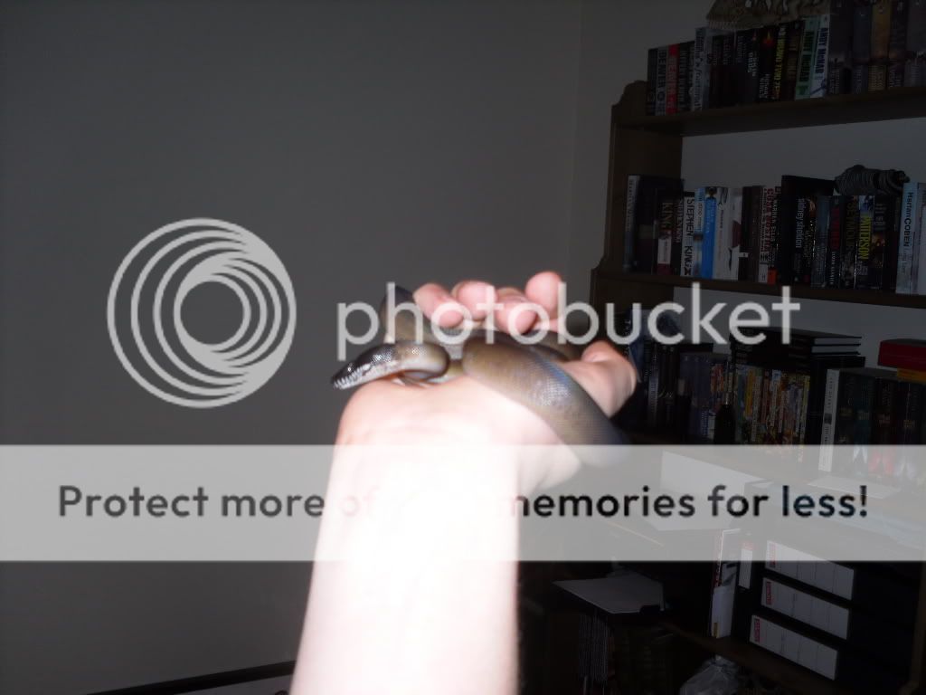 Snapshots of the Black Demon (Southern White-lipped Python) | Reptile ...