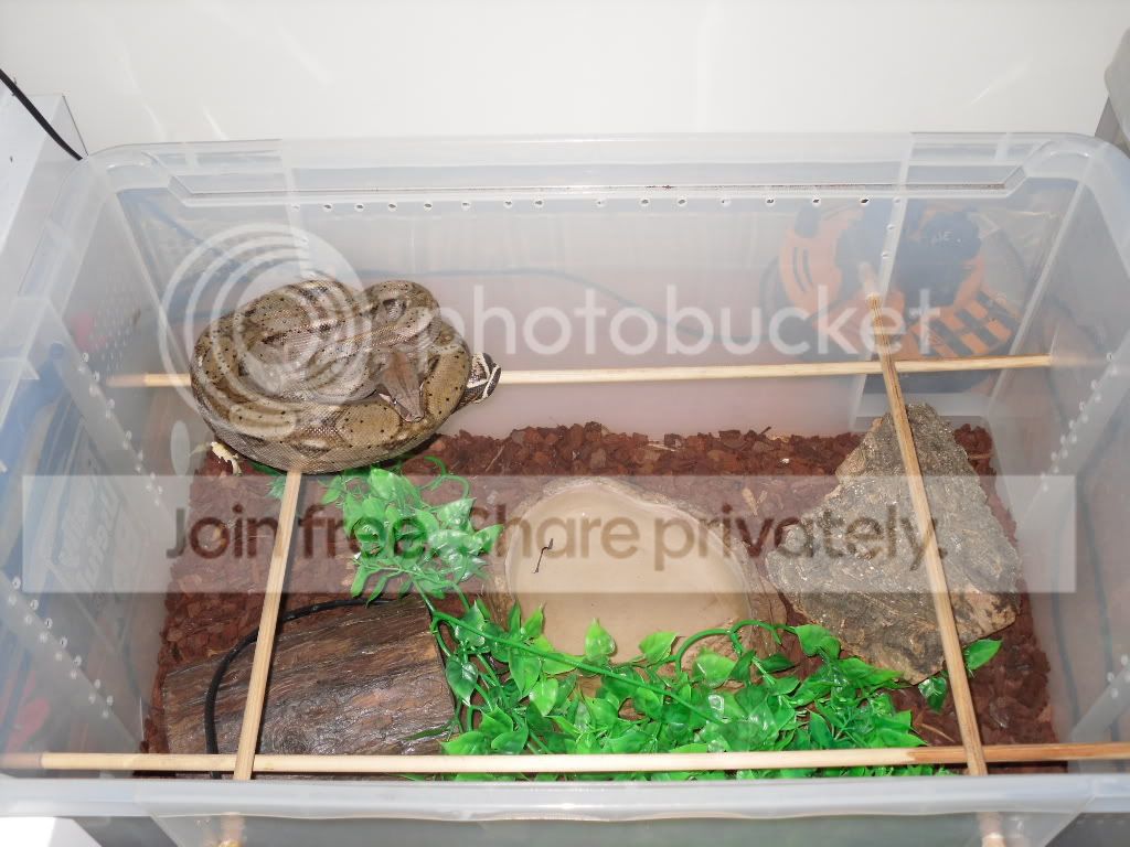 Crawl Cay Boa Caresheet | Reptile Forums