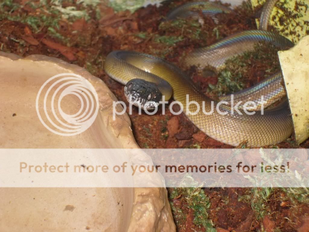 White Lipped Python | Reptile Forums