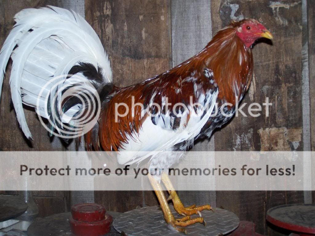 Showtime Kelso Stag {coldsteel Game Farm} Pictures, Images & Photos ...