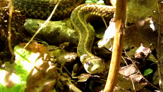 How To Post an Animated GIF | Bushcraft USA Forums