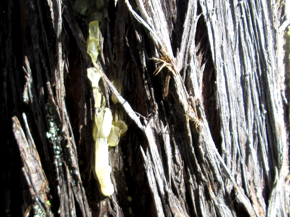 Cedar Sap - Another Pacific Northwest Tinder/Accelerant | Bushcraft USA ...