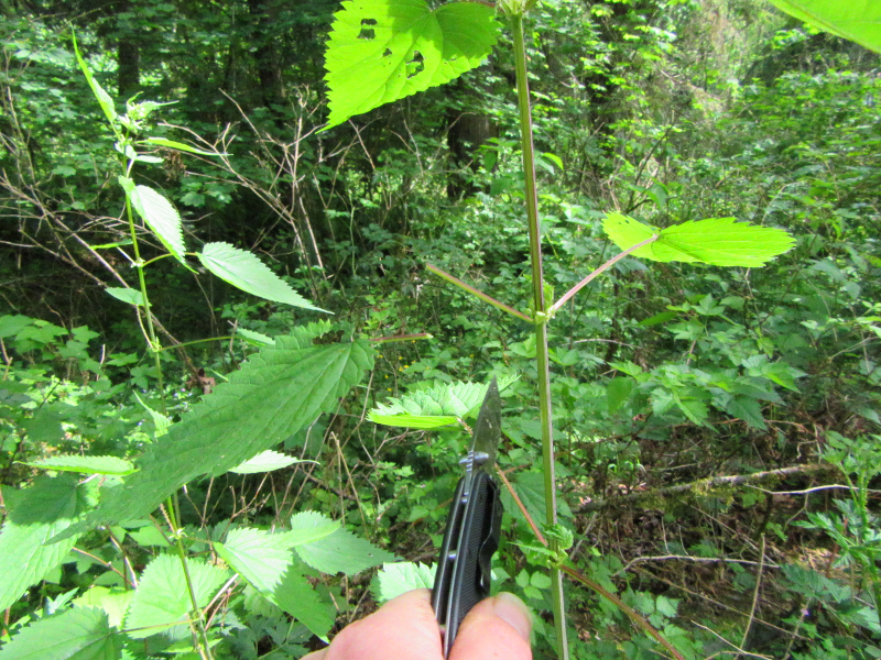 Stinging Nettles Knife Game (Just for fun) | Bushcraft USA Forums