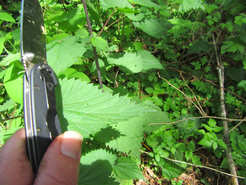 Stinging Nettles Knife Game (Just for fun) | Bushcraft USA Forums