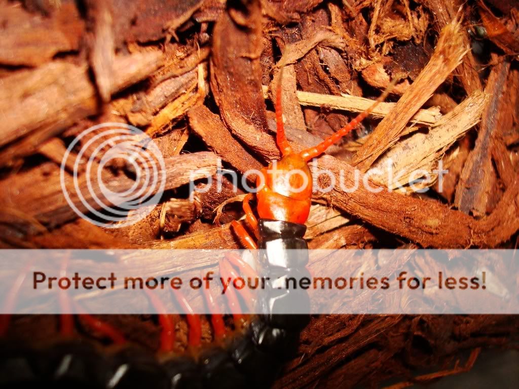 My unsexed adult Scolopendra subspinipes mutilans "Red Leg" | Arachnoboards