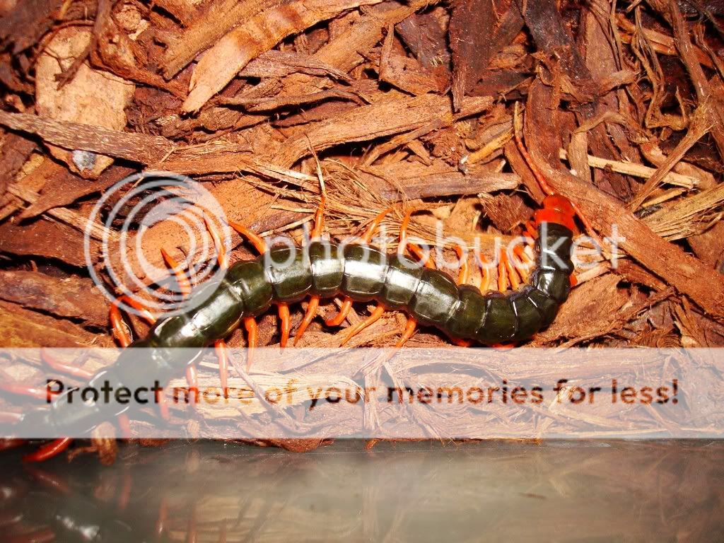 My unsexed adult Scolopendra subspinipes mutilans "Red Leg" | Arachnoboards