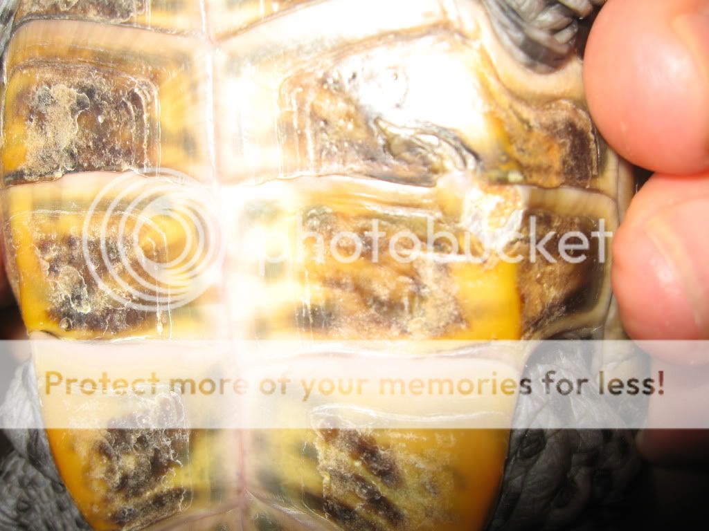 septicemia? - EMERGENCY CARE - Turtle Forum