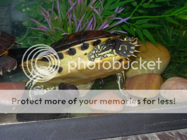 Pet turtles I have had 5 turtles from being 1" in size. They now range ...