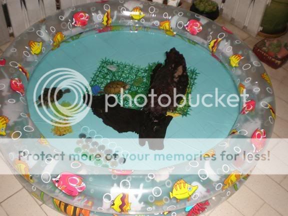 Redearslider.com :: View topic - My Turtles live in kiddie pool
