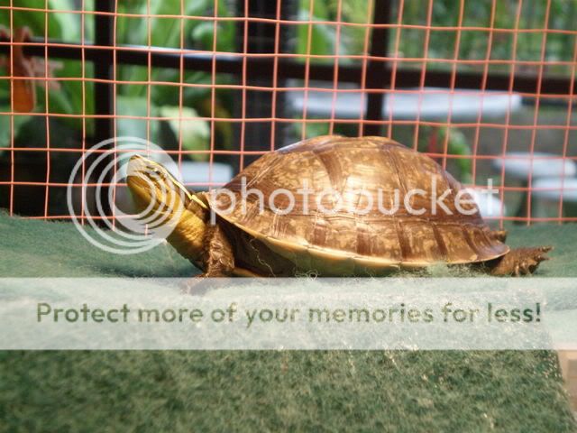 Redearslider.com :: View topic - RES vs. Malayan Box Turtle