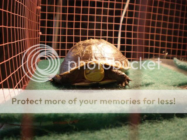 Redearslider.com :: View topic - RES vs. Malayan Box Turtle