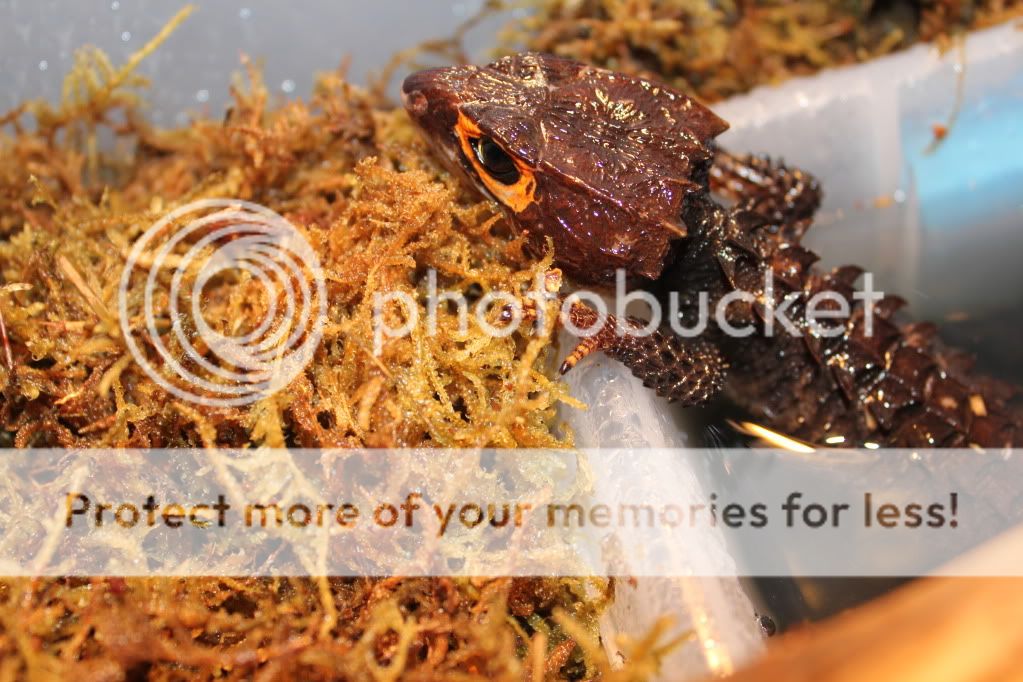 Red Eye Croc Skink Project! | Reptile Forums