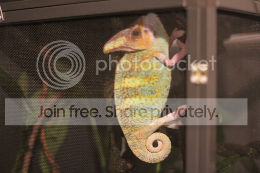 Chameleon set ups | Reptile Forums