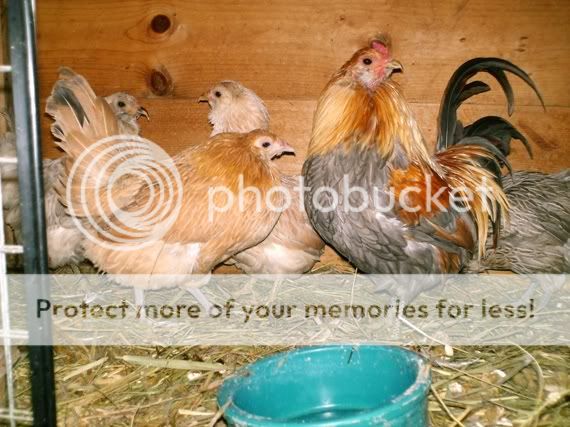 FS on Eggbid Ameraucana Bantams 1 roo 5 hens | BackYard Chickens ...