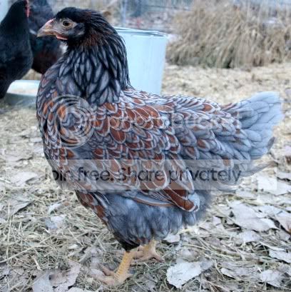 COLOR PROJECT Blue Wheaton Ameraucana Roo and a BLR wyandotte, Buff O ...