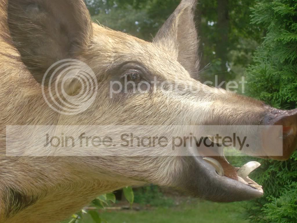 A cool color wild boar | New Jersey Hunters
