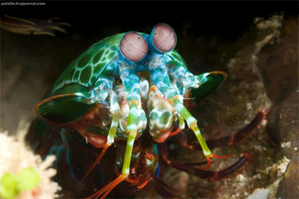 FARK.com: (5288631) Photoshop this multicolored mantis shrimp