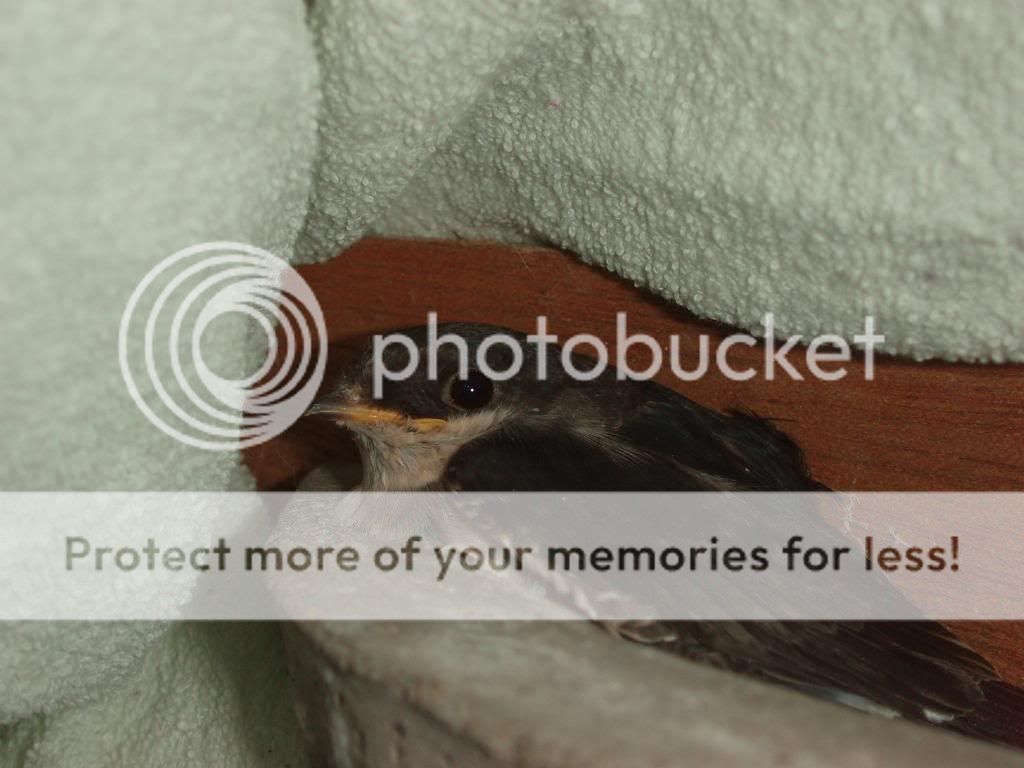 Baby House Martins. | BirdForum