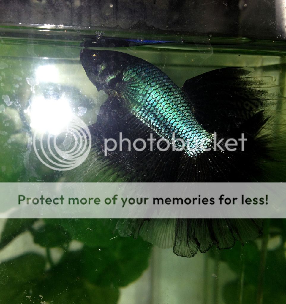 Melano or black, how to tell the difference. | Betta Fish Forum